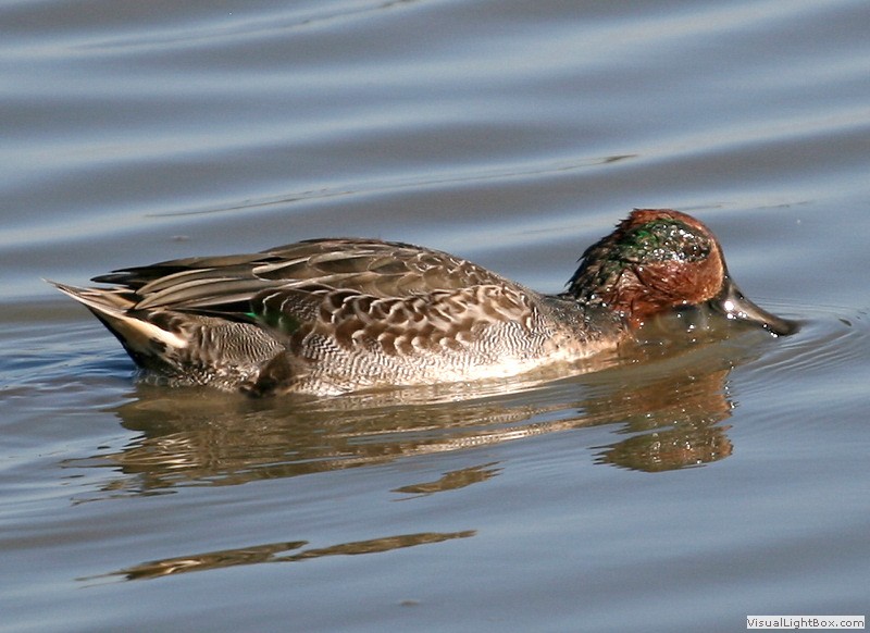 Identify Eurasian Teal - Wildfowl Photography.