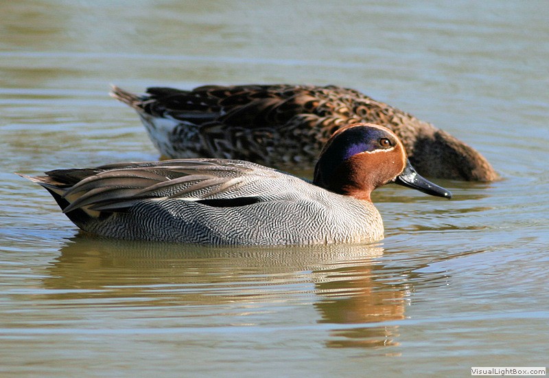 Identify Eurasian Teal - Wildfowl Photography.