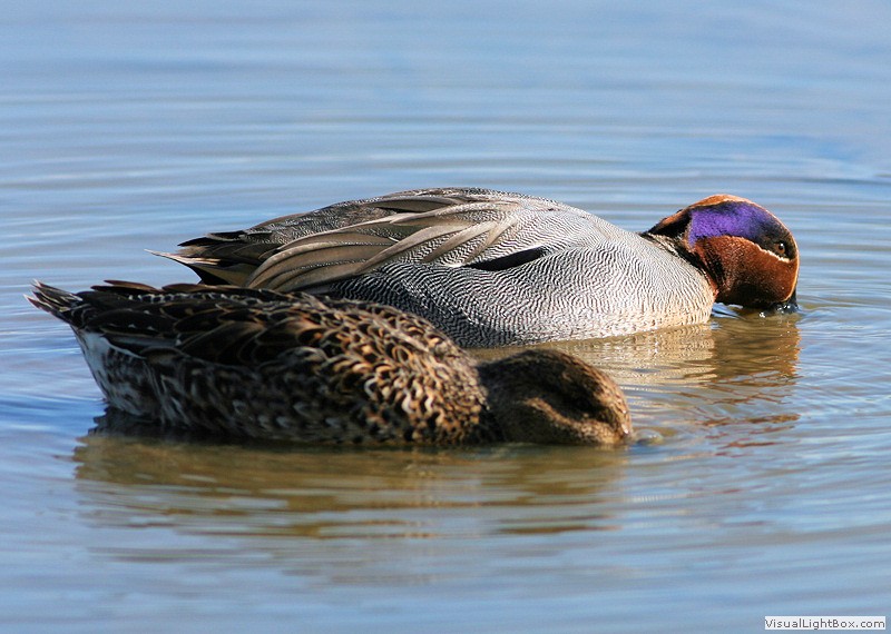 Identify Eurasian Teal - Wildfowl Photography.