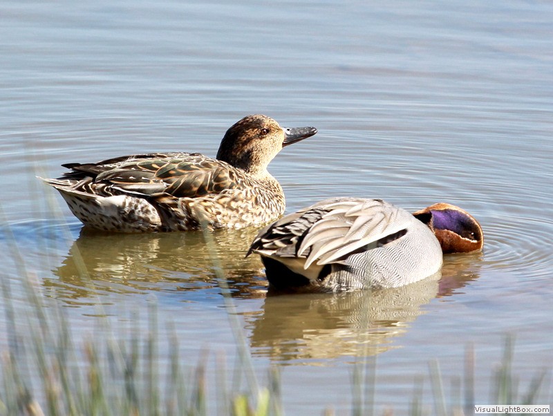 Identify Eurasian Teal - Wildfowl Photography.