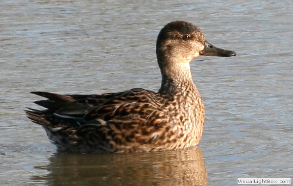 Identify Eurasian Teal - Wildfowl Photography.