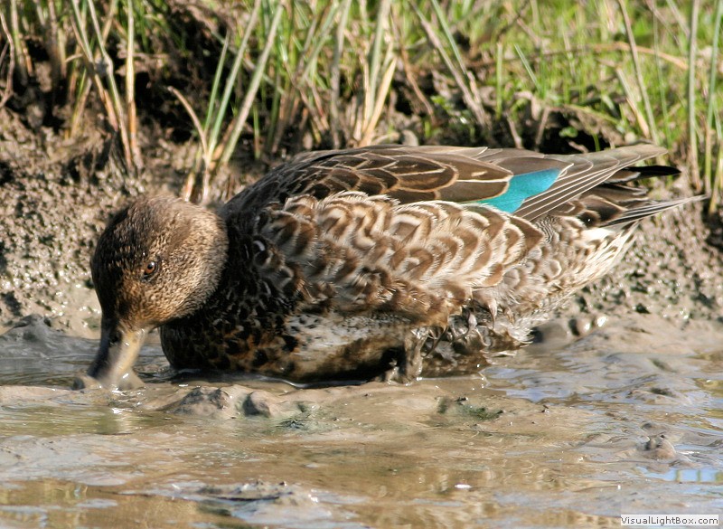 Identify Eurasian Teal - Wildfowl Photography.