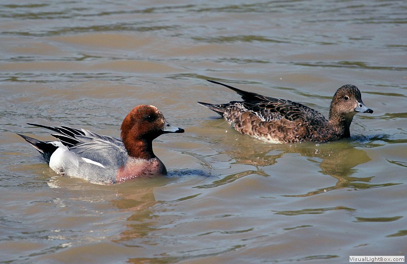 Identify Eurasian Wigeon - Wildfowl Photography.