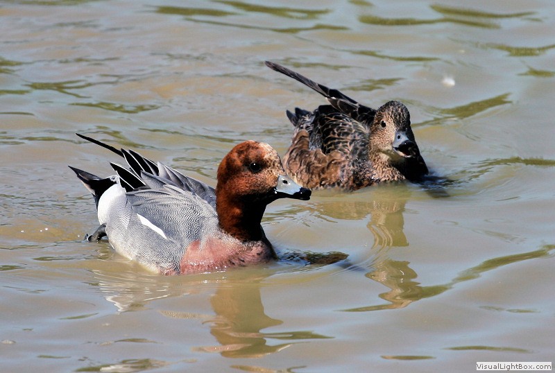 Identify Eurasian Wigeon - Wildfowl Photography.
