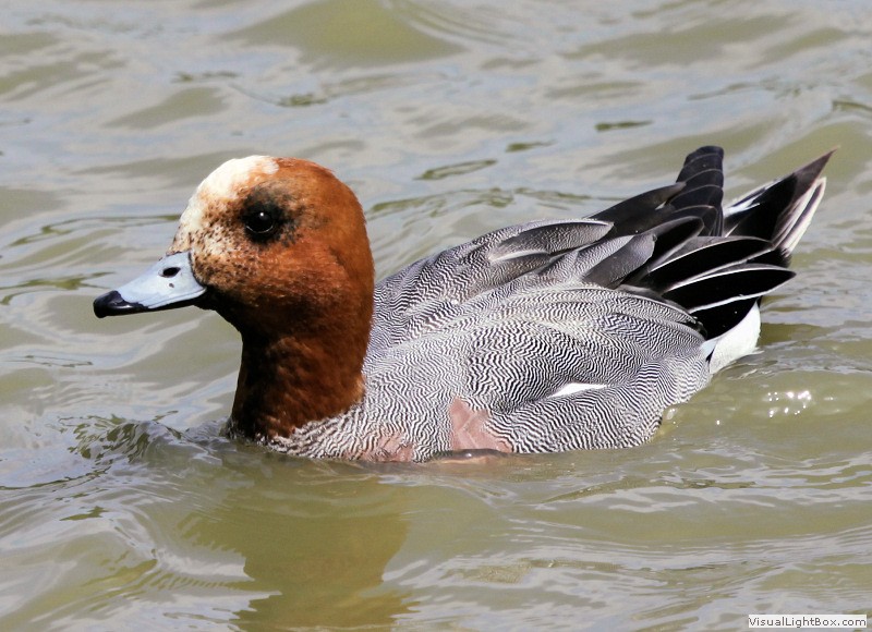 Identify Eurasian Wigeon - Wildfowl Photography.