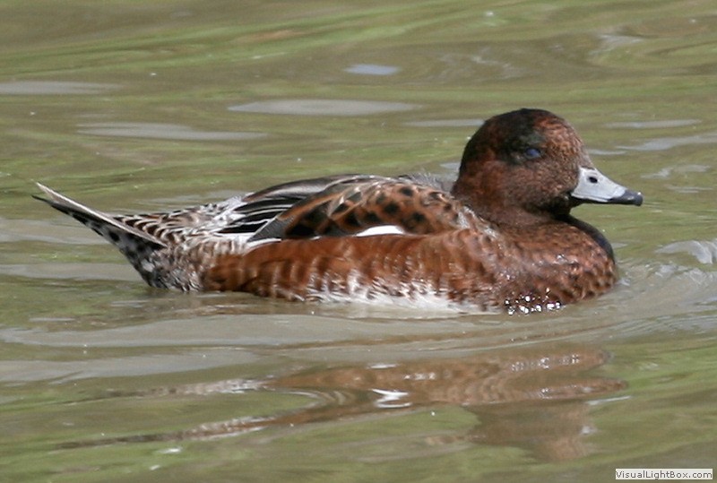 Identify Eurasian Wigeon - Wildfowl Photography.