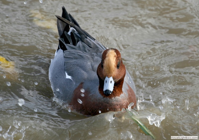 Identify Eurasian Wigeon - Wildfowl Photography.