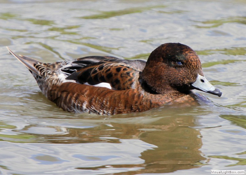 Identify Eurasian Wigeon - Wildfowl Photography.