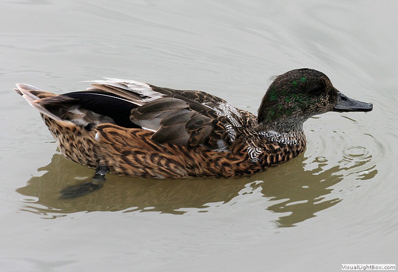 Identify Falcated Duck - Wildfowl Photography.