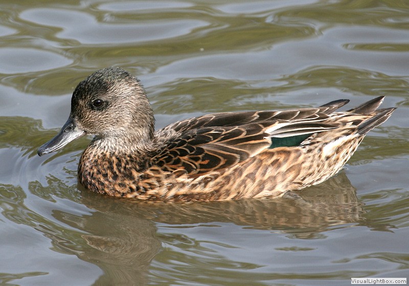 Identify Falcated Duck - Wildfowl Photography.