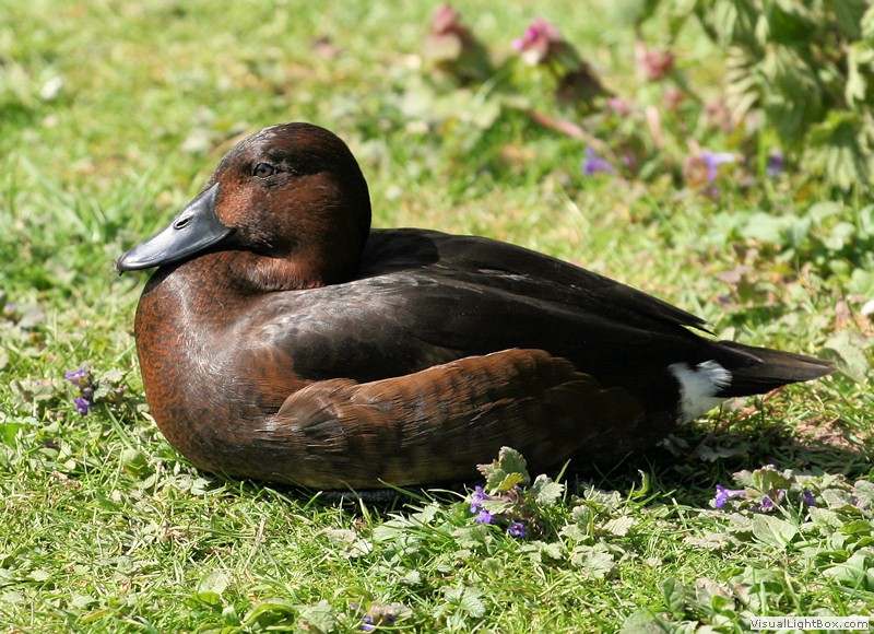 Identify Ferruginous Duck - Wildfowl Photography.