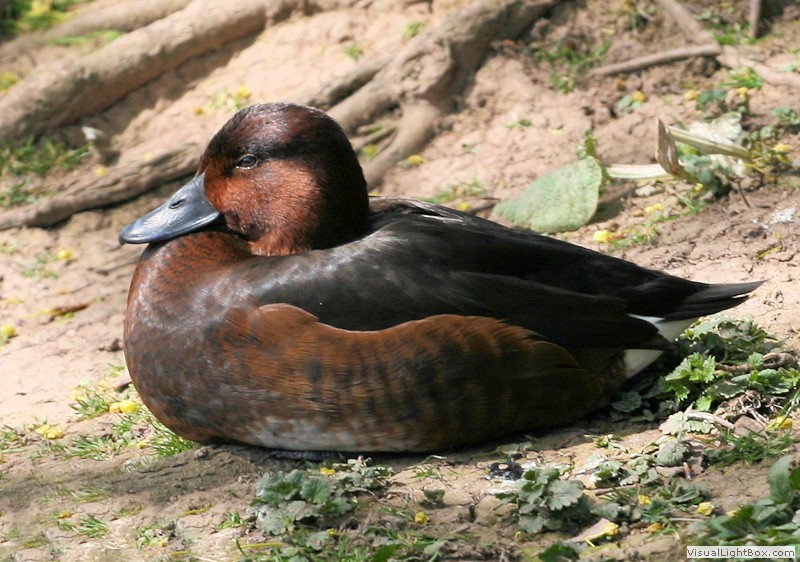 Identify Ferruginous Duck - Wildfowl Photography.