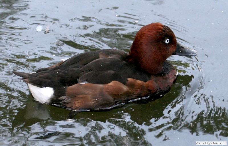 Identify Ferruginous Duck - Wildfowl Photography.
