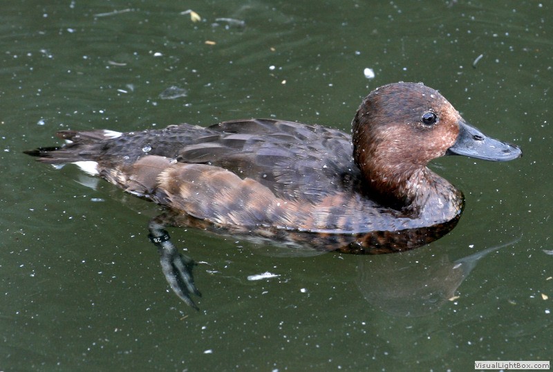 Identify Ferruginous Duck - Wildfowl Photography.
