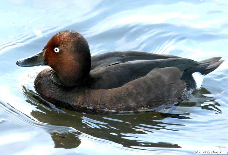 Identify Ferruginous Duck - Wildfowl Photography.