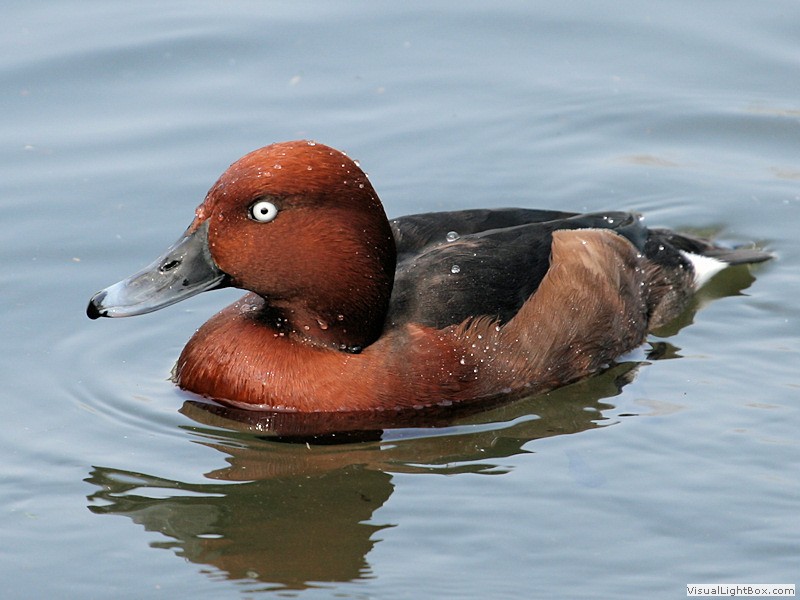 Identify Ferruginous Duck - Wildfowl Photography.