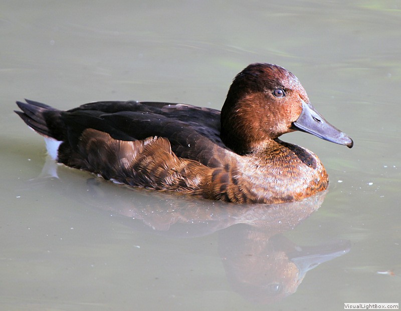 Identify Ferruginous Duck - Wildfowl Photography.