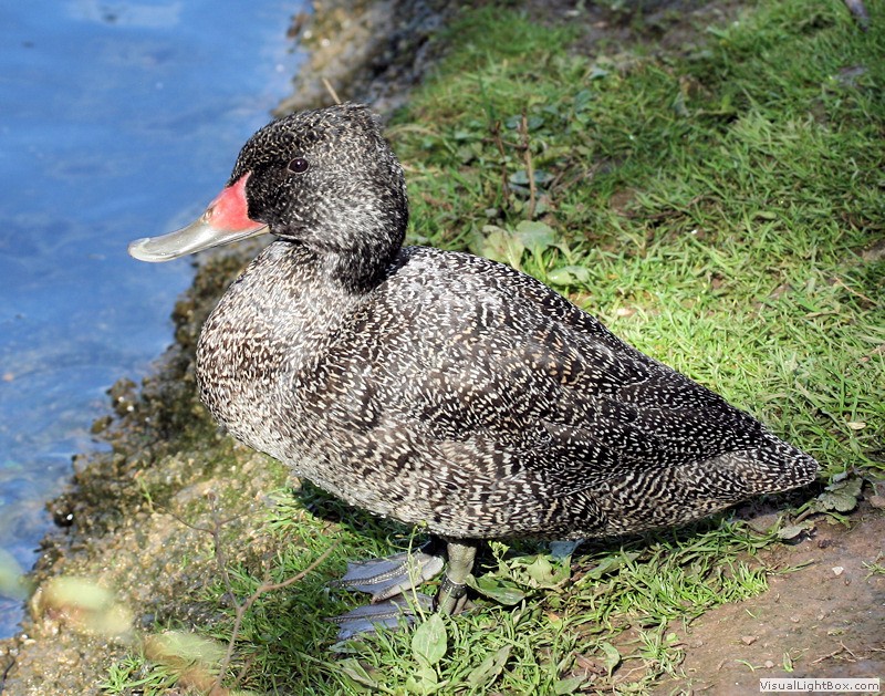 Identify Freckled Duck - Wildfowl Photography.