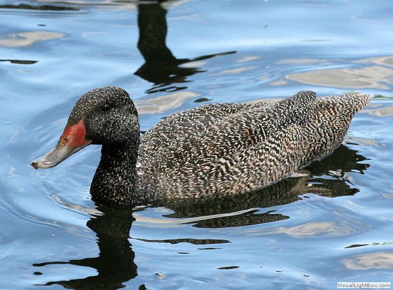 Identify Freckled Duck - Wildfowl Photography.