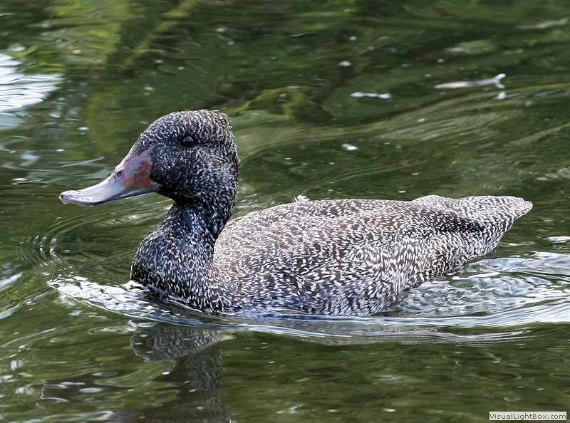 Identify Freckled Duck - Wildfowl Photography.