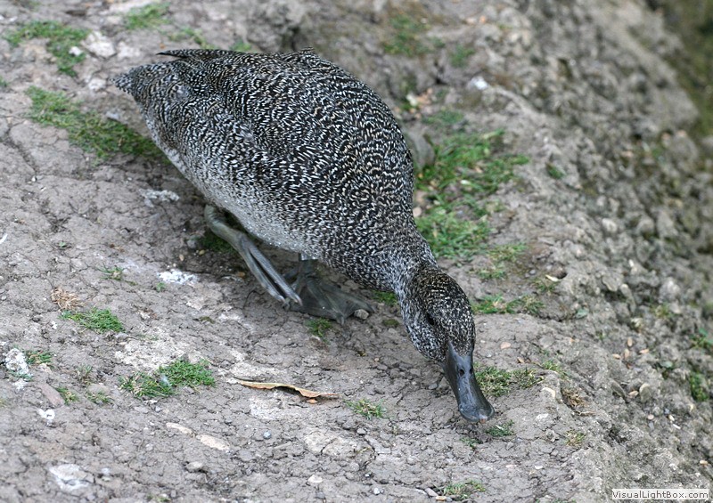 Identify Freckled Duck - Wildfowl Photography.