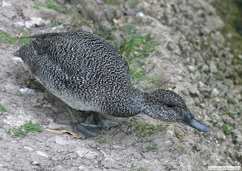 Identify Freckled Duck - Wildfowl Photography.