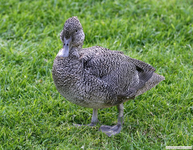Identify Freckled Duck - Wildfowl Photography.