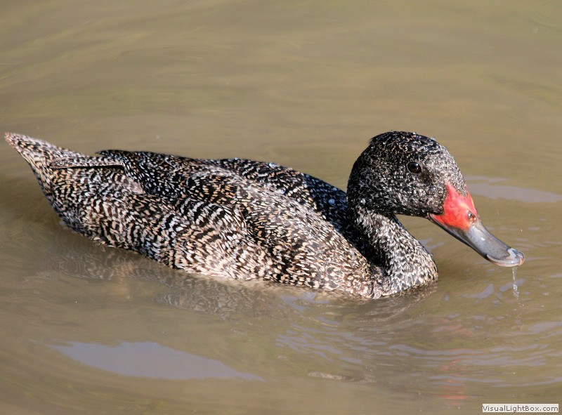 Identify Freckled Duck - Wildfowl Photography.