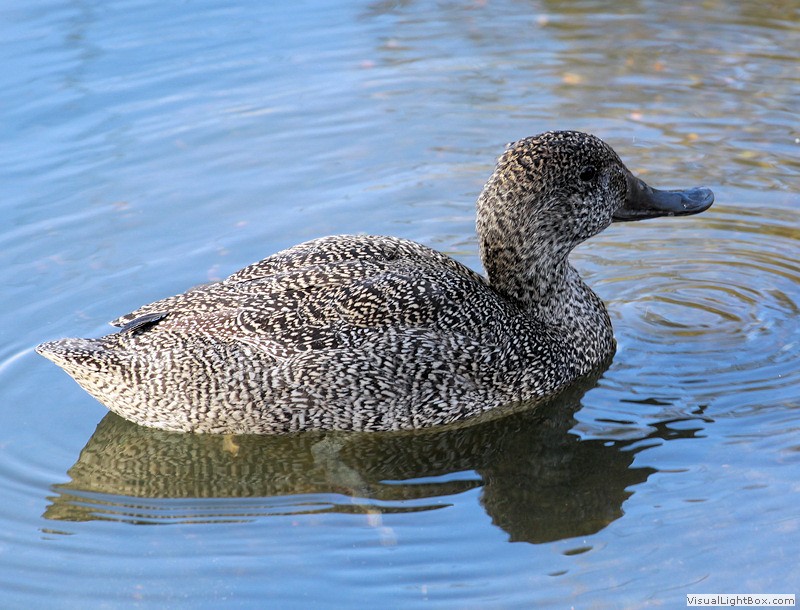 Identify Freckled Duck - Wildfowl Photography.