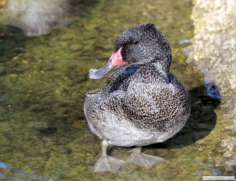 Identify Freckled Duck - Wildfowl Photography.