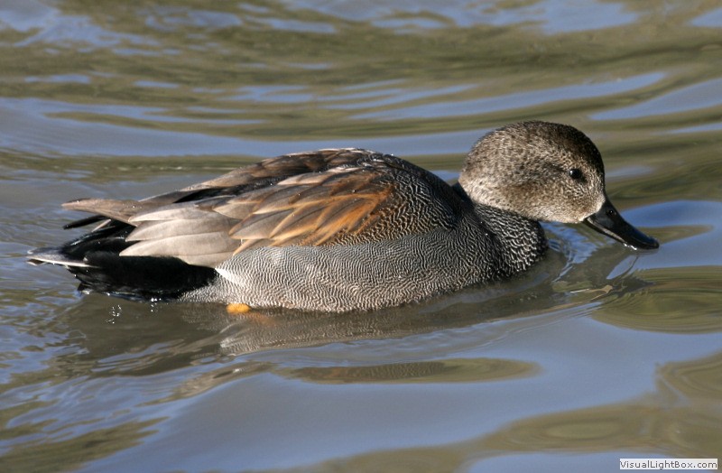 Identify Gadwall - Wildfowl Photography.