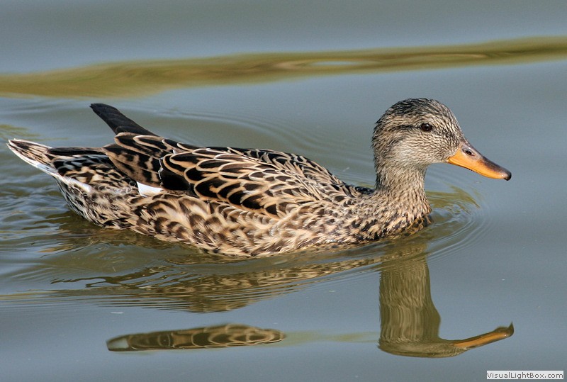Identify Gadwall - Wildfowl Photography.
