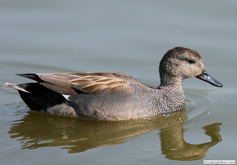 Identify Gadwall - Wildfowl Photography.