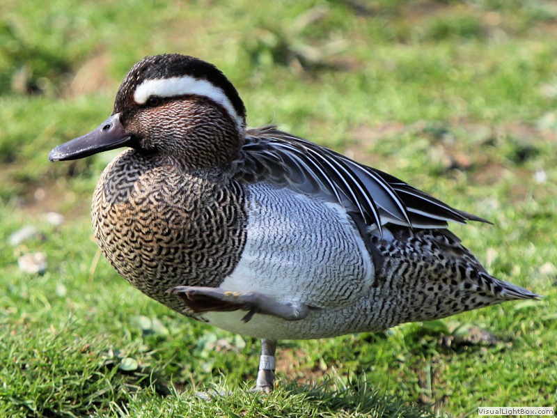 Identify Garganey - Wildfowl Photography.