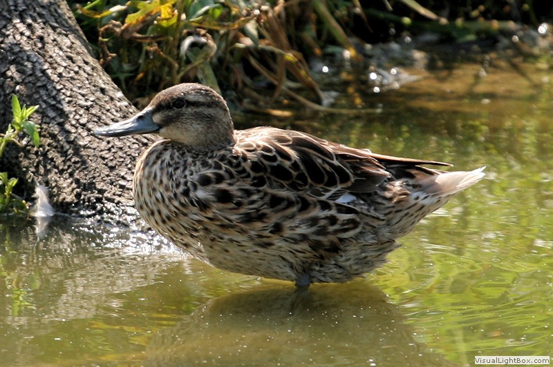 Identify Garganey - Wildfowl Photography.