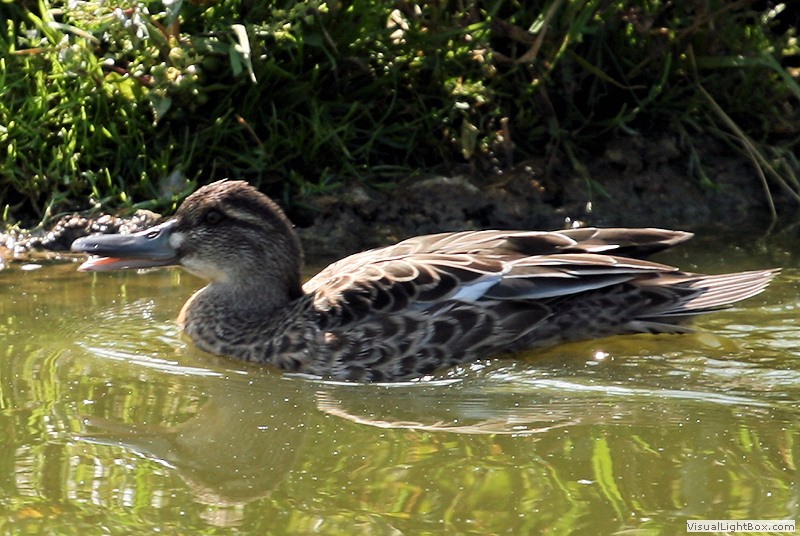 Identify Garganey - Wildfowl Photography.