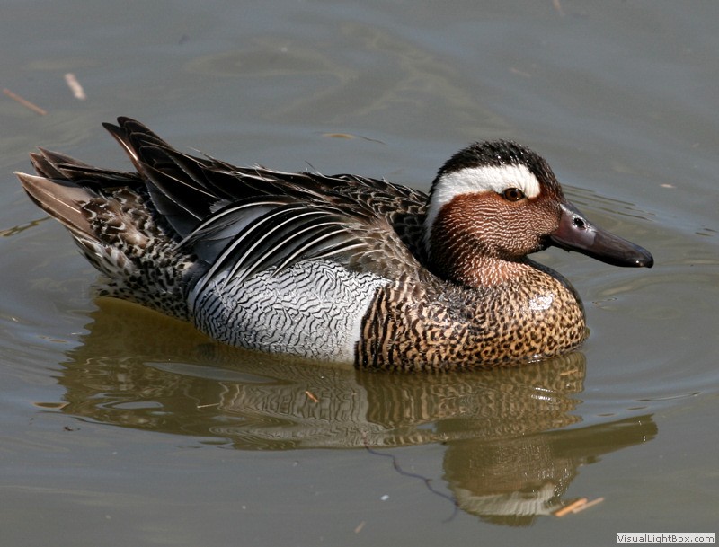 Identify Garganey - Wildfowl Photography.