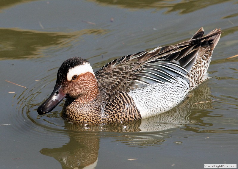 Identify Garganey - Wildfowl Photography.