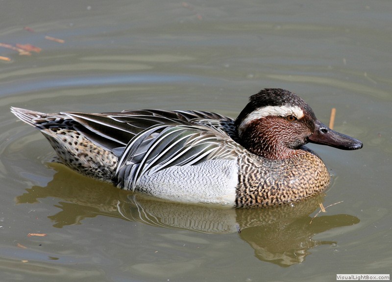Identify Garganey - Wildfowl Photography.