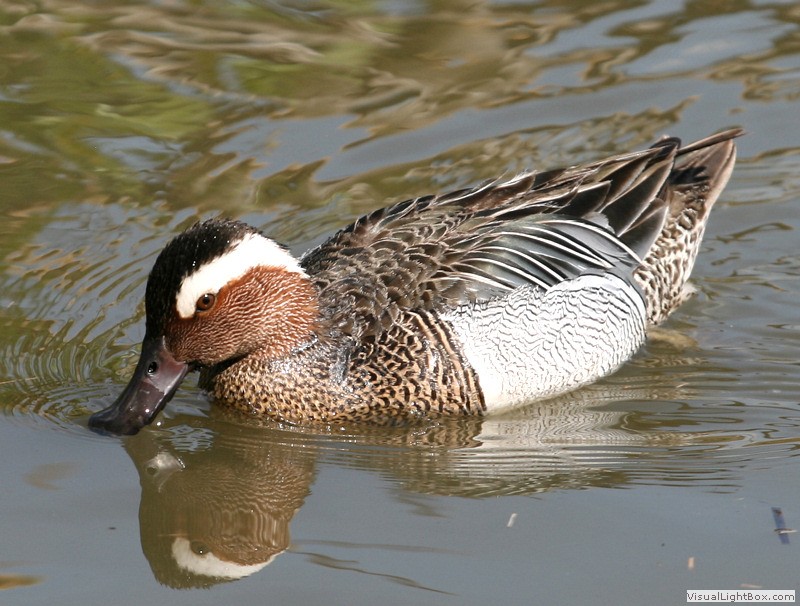 Identify Garganey - Wildfowl Photography.