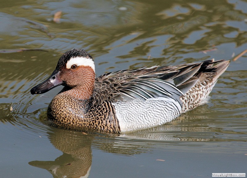 Identify Garganey - Wildfowl Photography.