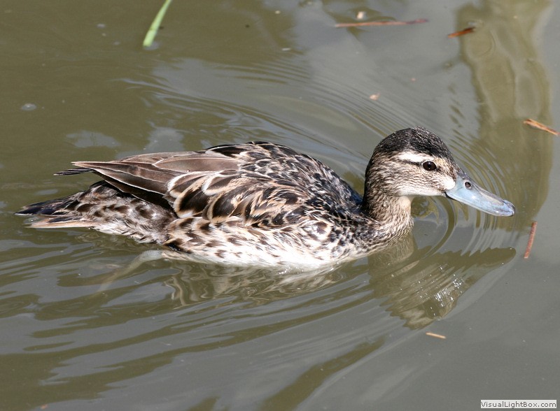 Identify Garganey - Wildfowl Photography.