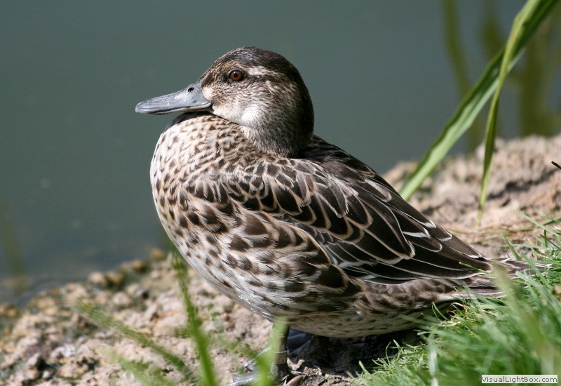 Identify Garganey - Wildfowl Photography.