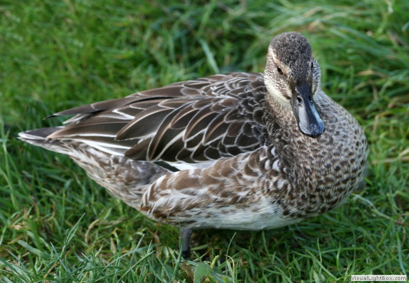 Identify Garganey - Wildfowl Photography.