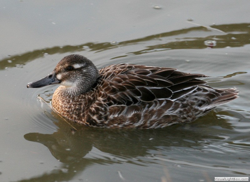Identify Garganey - Wildfowl Photography.