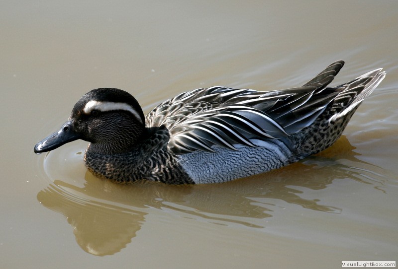 Identify Garganey - Wildfowl Photography.