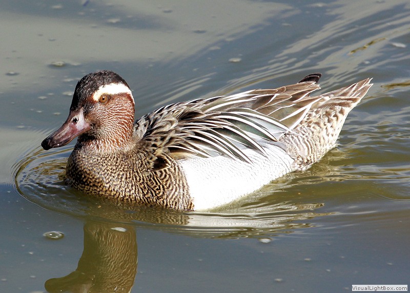 Identify Garganey - Wildfowl Photography.