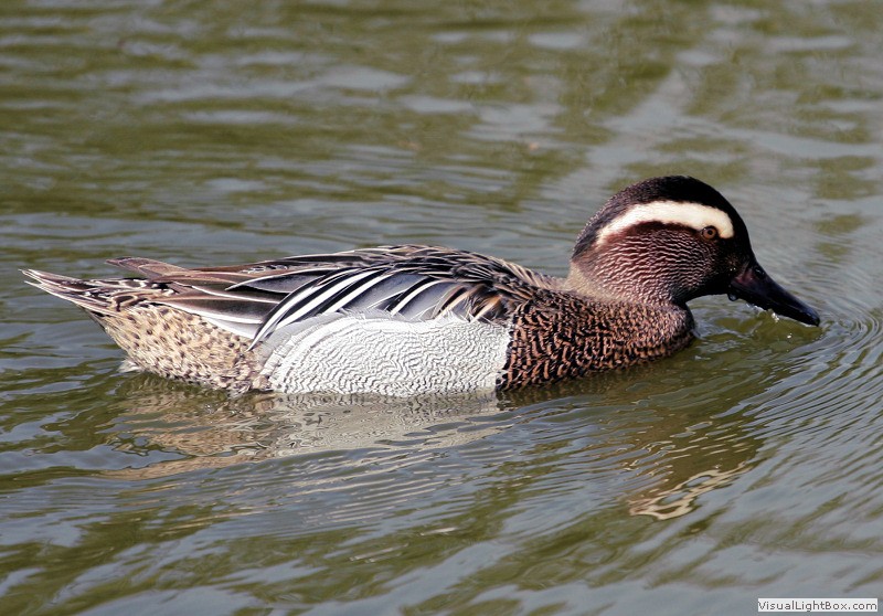 Identify Garganey - Wildfowl Photography.