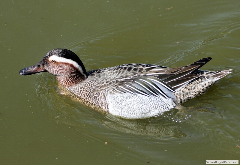 Identify Garganey - Wildfowl Photography.