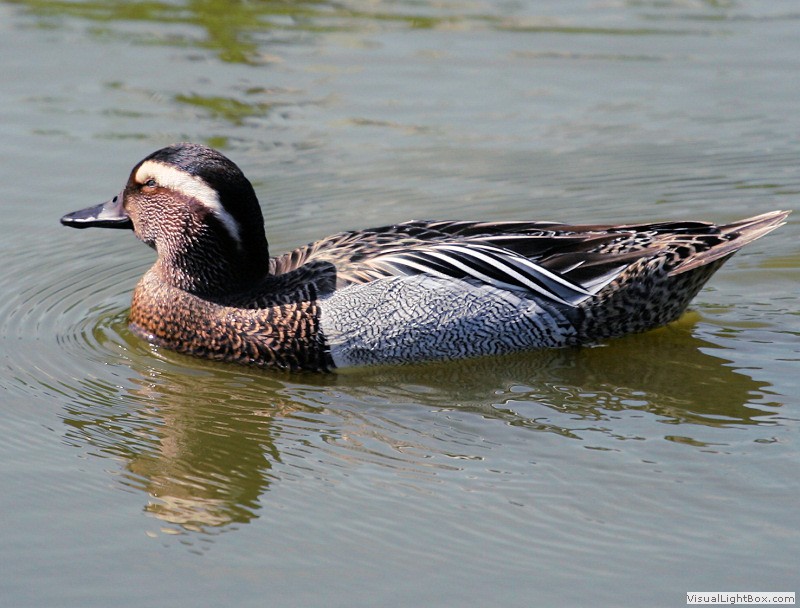 Identify Garganey - Wildfowl Photography.